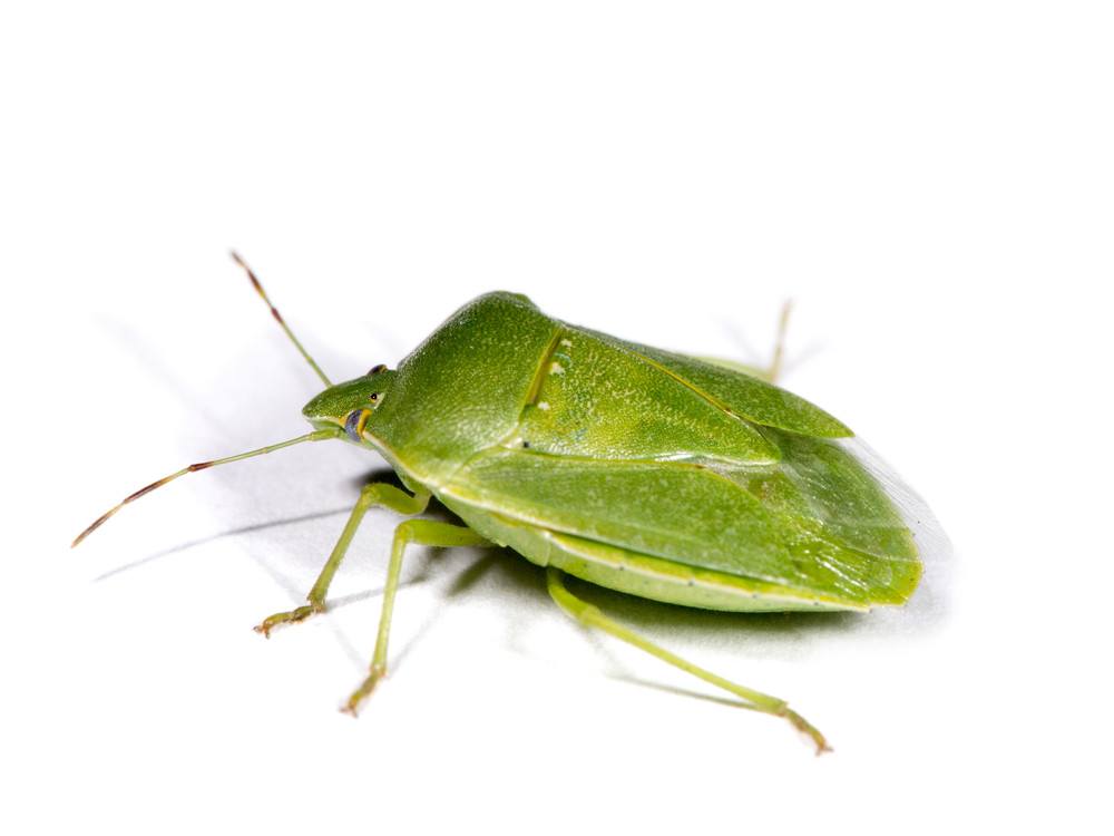 Green Stink Bug Interesting Facts Damage How To Get Rid Of Them Green Stink Bug Interesting Facts Damage How To Get Rid Of Them