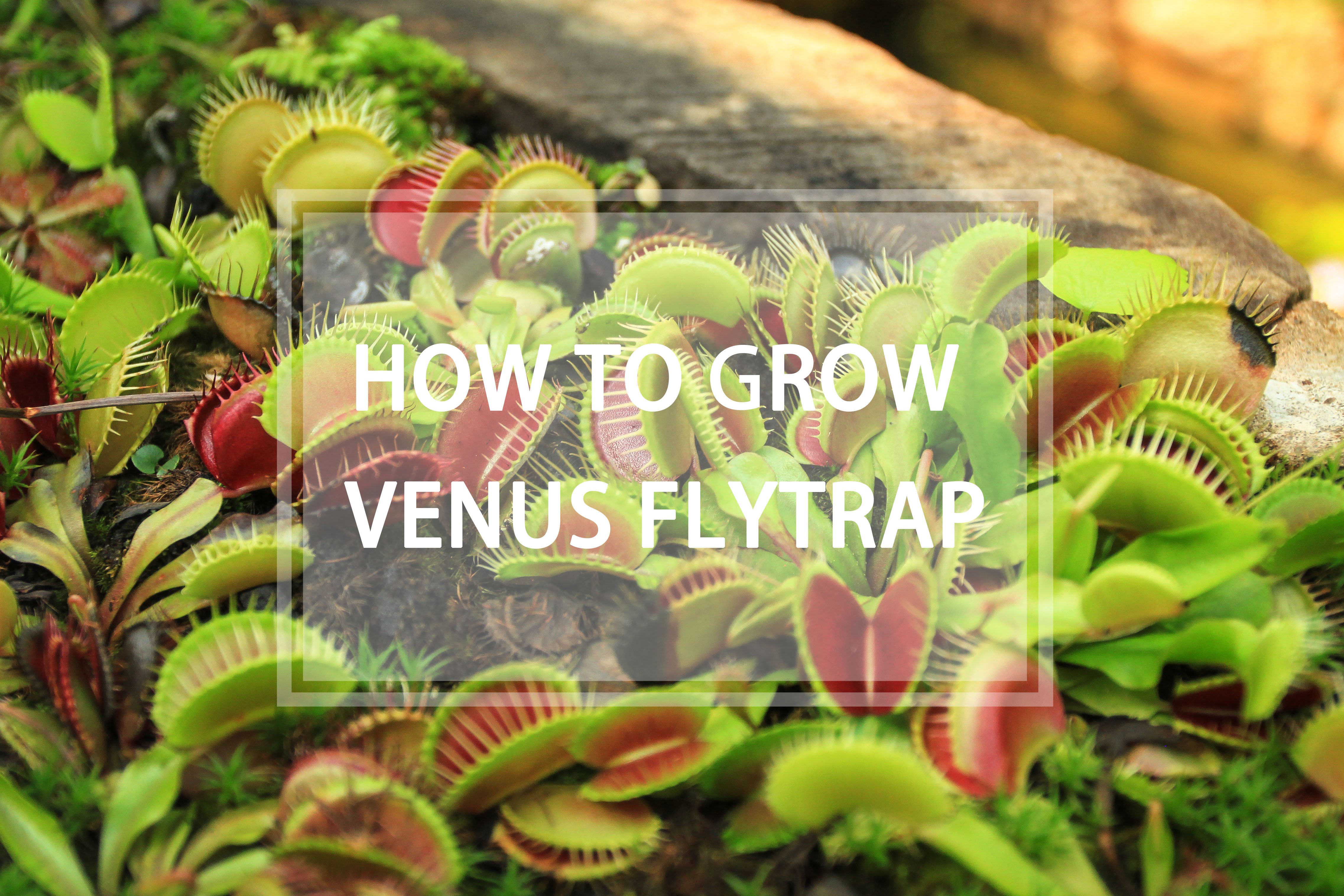 How To Grow Venus Fly Trap Pest Wiki How To Grow Venus Fly Trap Pest Wiki